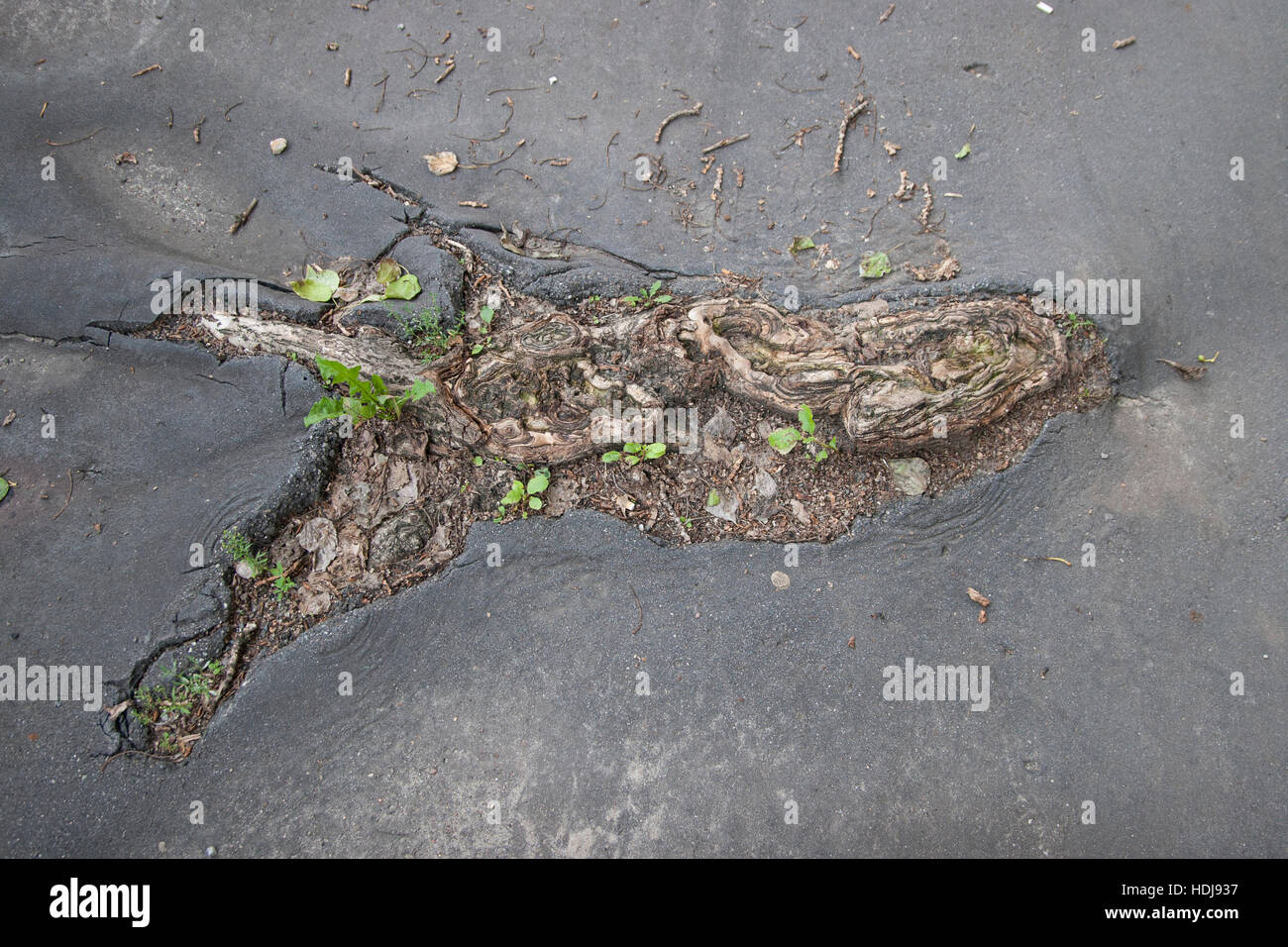 Road roots hi-res stock photography and images - Alamy