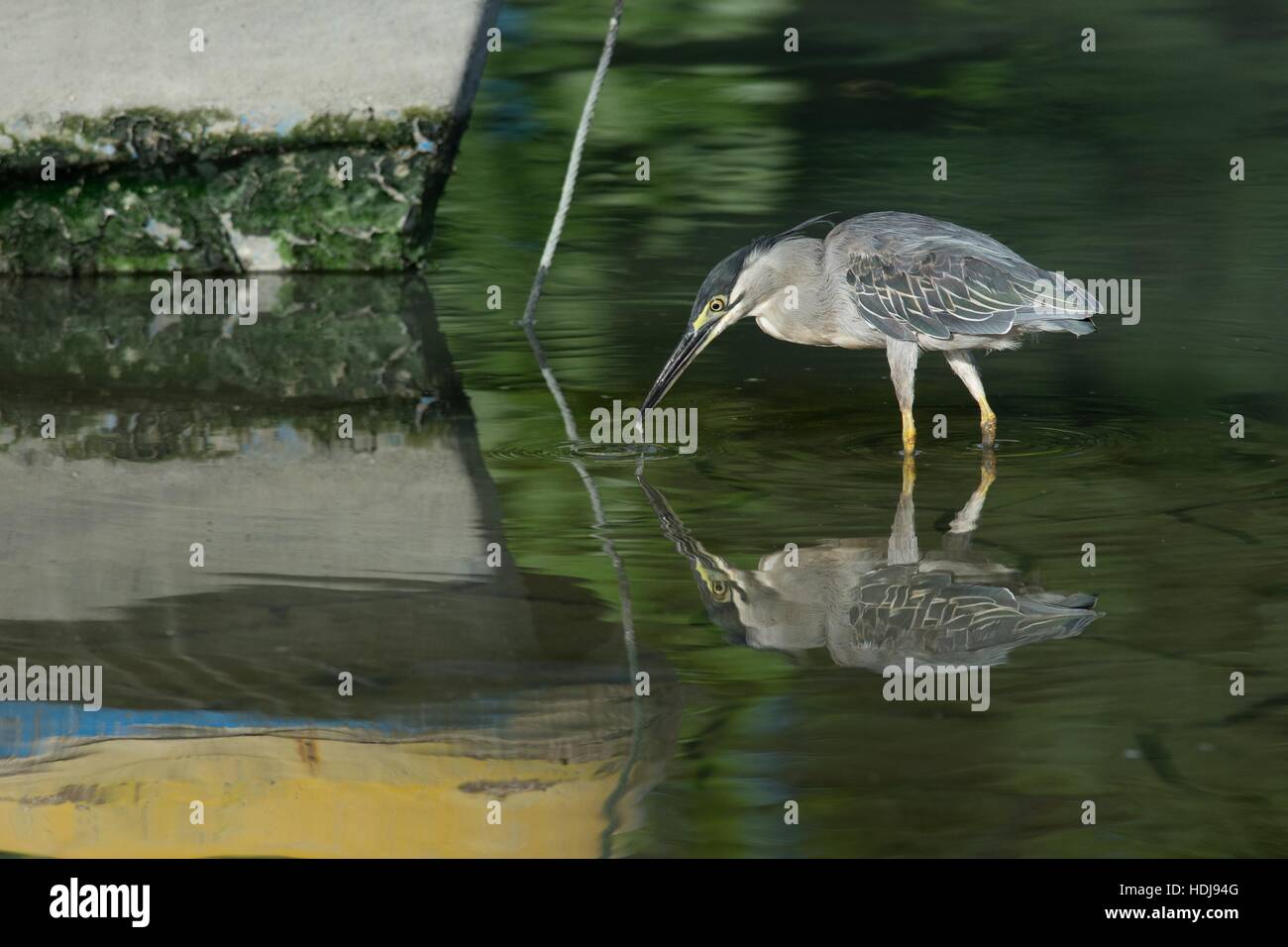 Little heron - Butorides striata - fishing in shallow coastal water ...