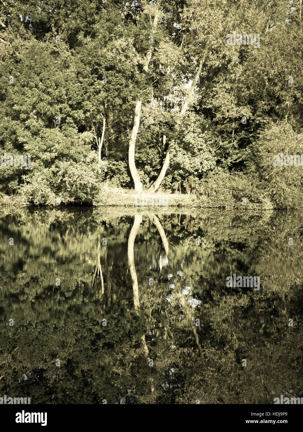 Trees in Autumn , River Thames, Sonning nr Reading, Berkshire, England ...