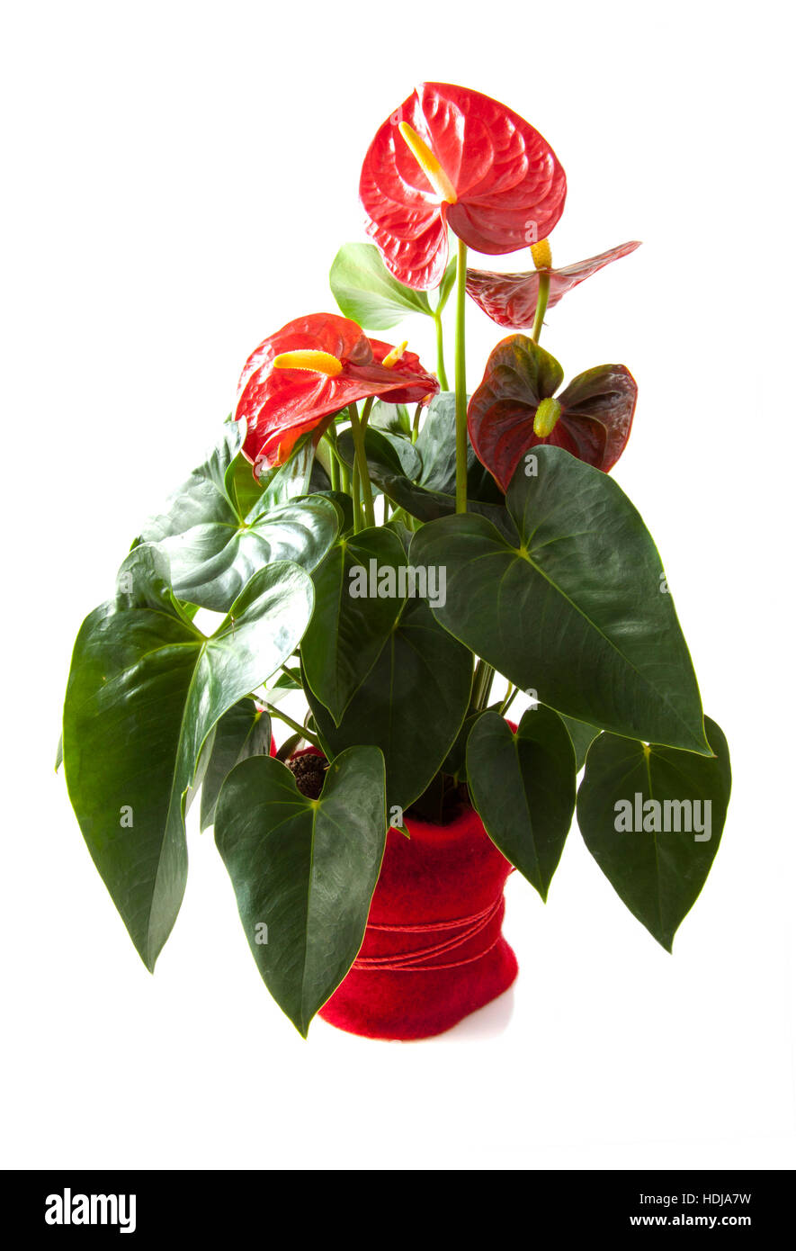 Red anthurium flower arrangement Cut Out Stock Images & Pictures - Alamy