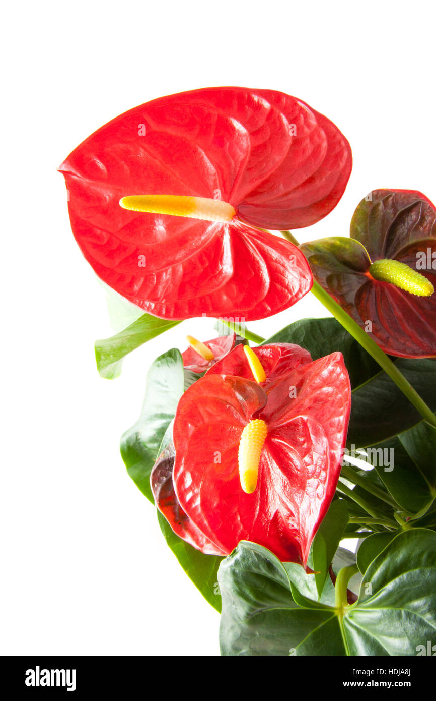 Red anthurium flower arrangement hi-res stock photography and images ...