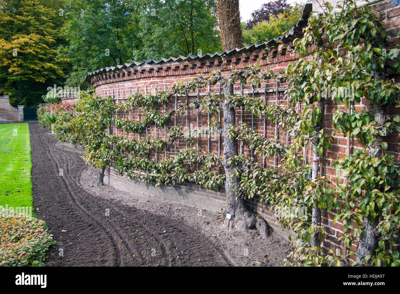 Apple trees growing against the wall for background use Stock Photo - Alamy
