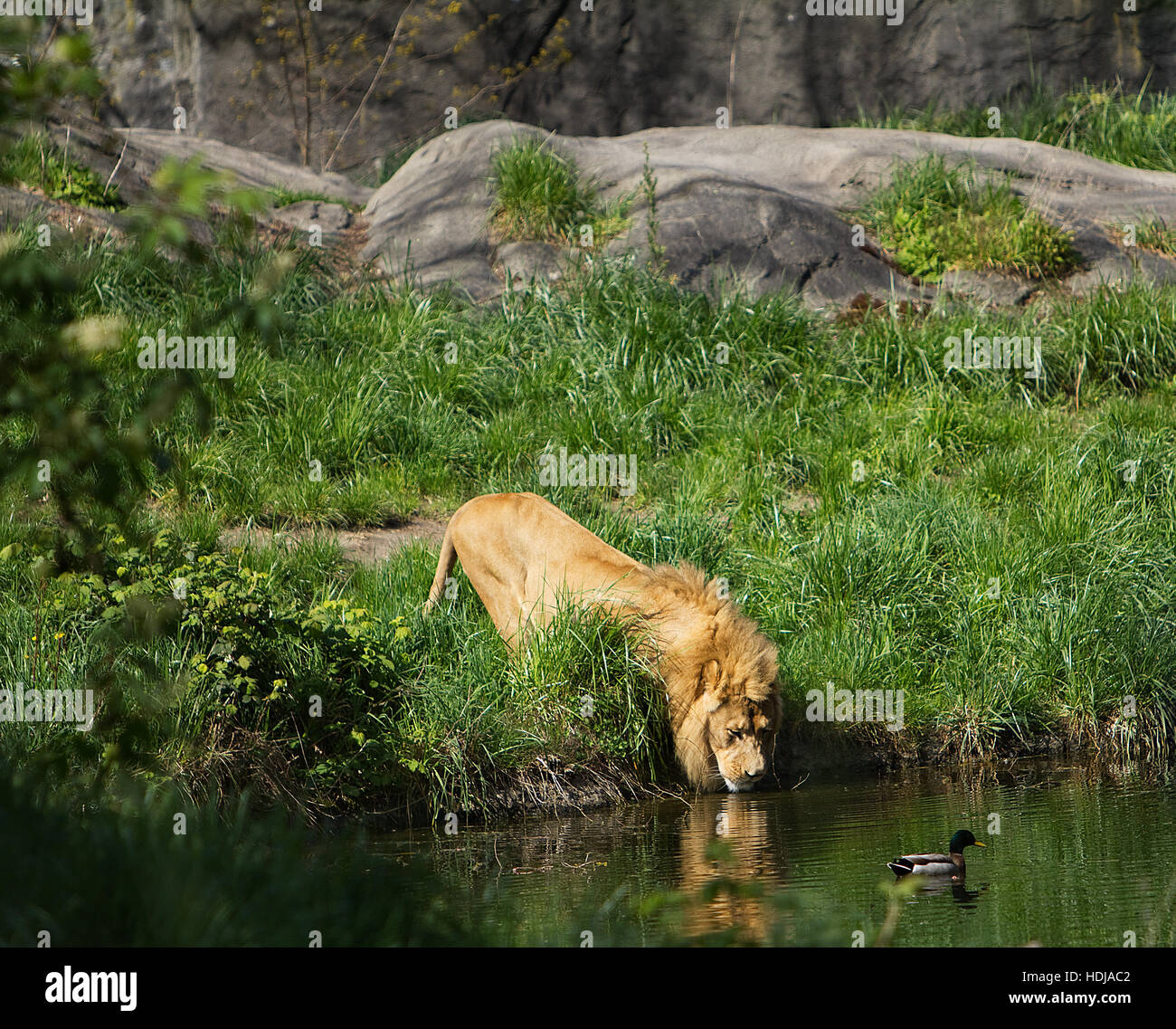Drinking water from a wildlife pond hi-res stock photography and images ...