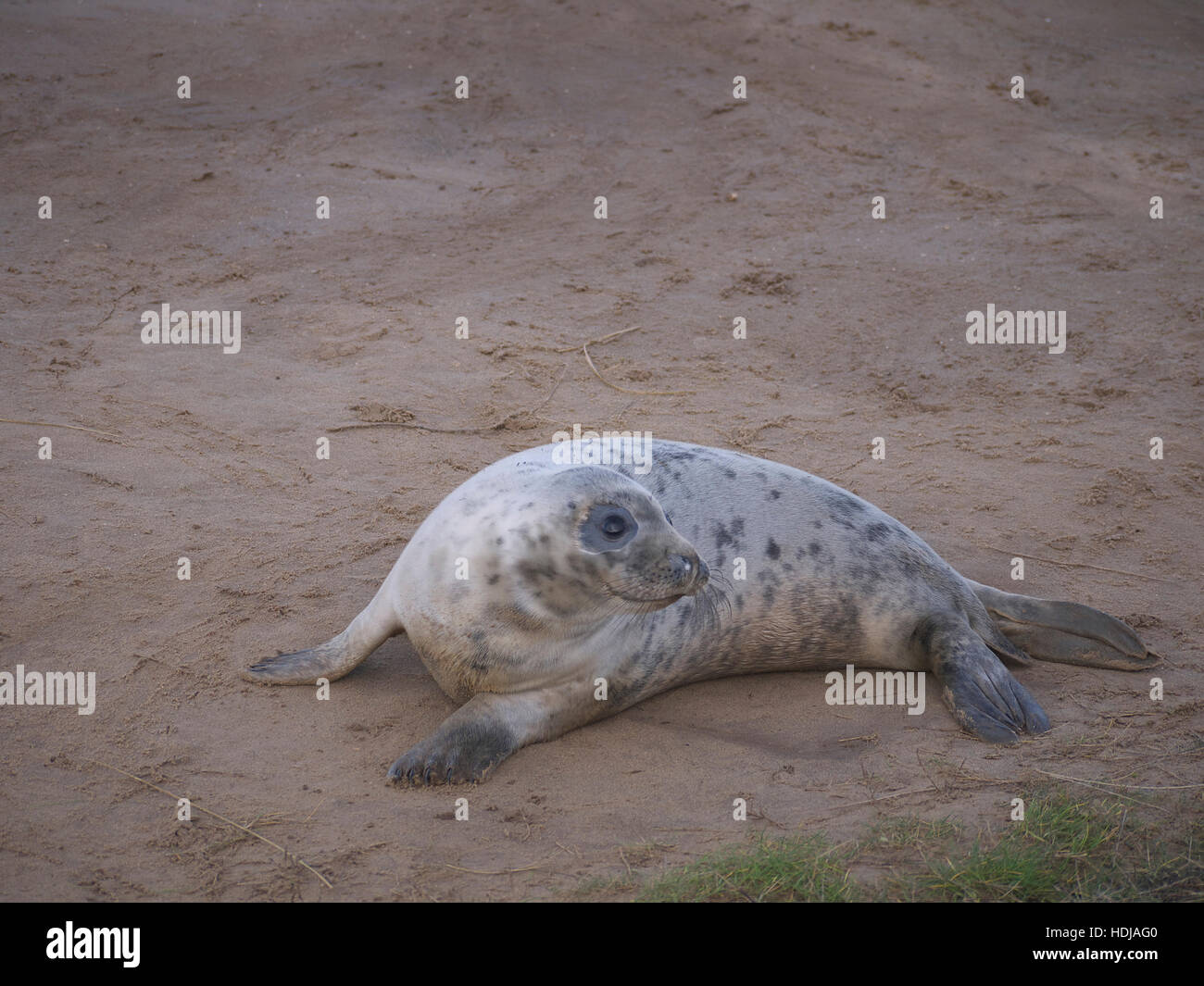 Young grey seal at RAF Donna Nook Lincolnshire Stock Photo - Alamy