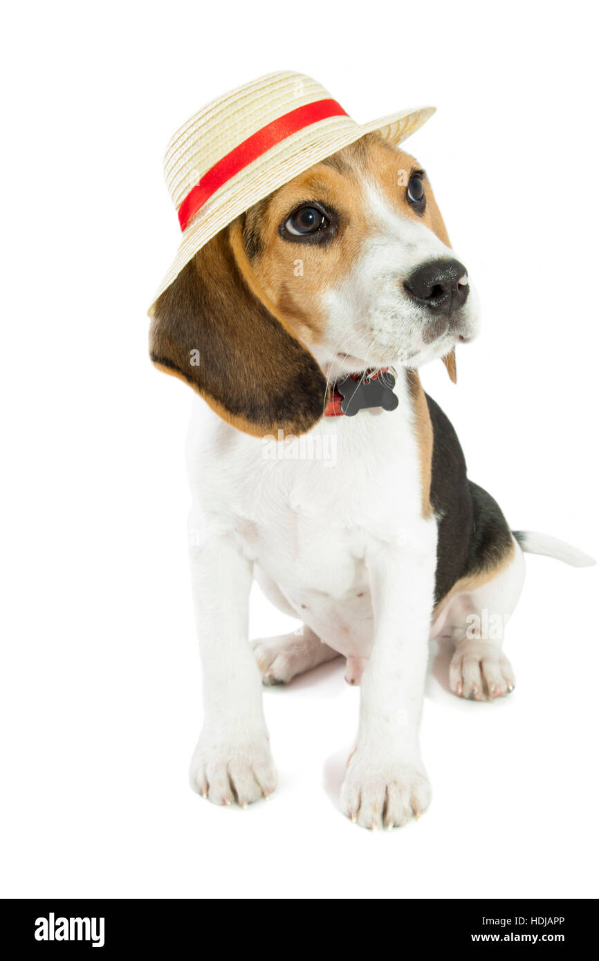 Young beagle with straw hat isolated over white Stock Photo - Alamy