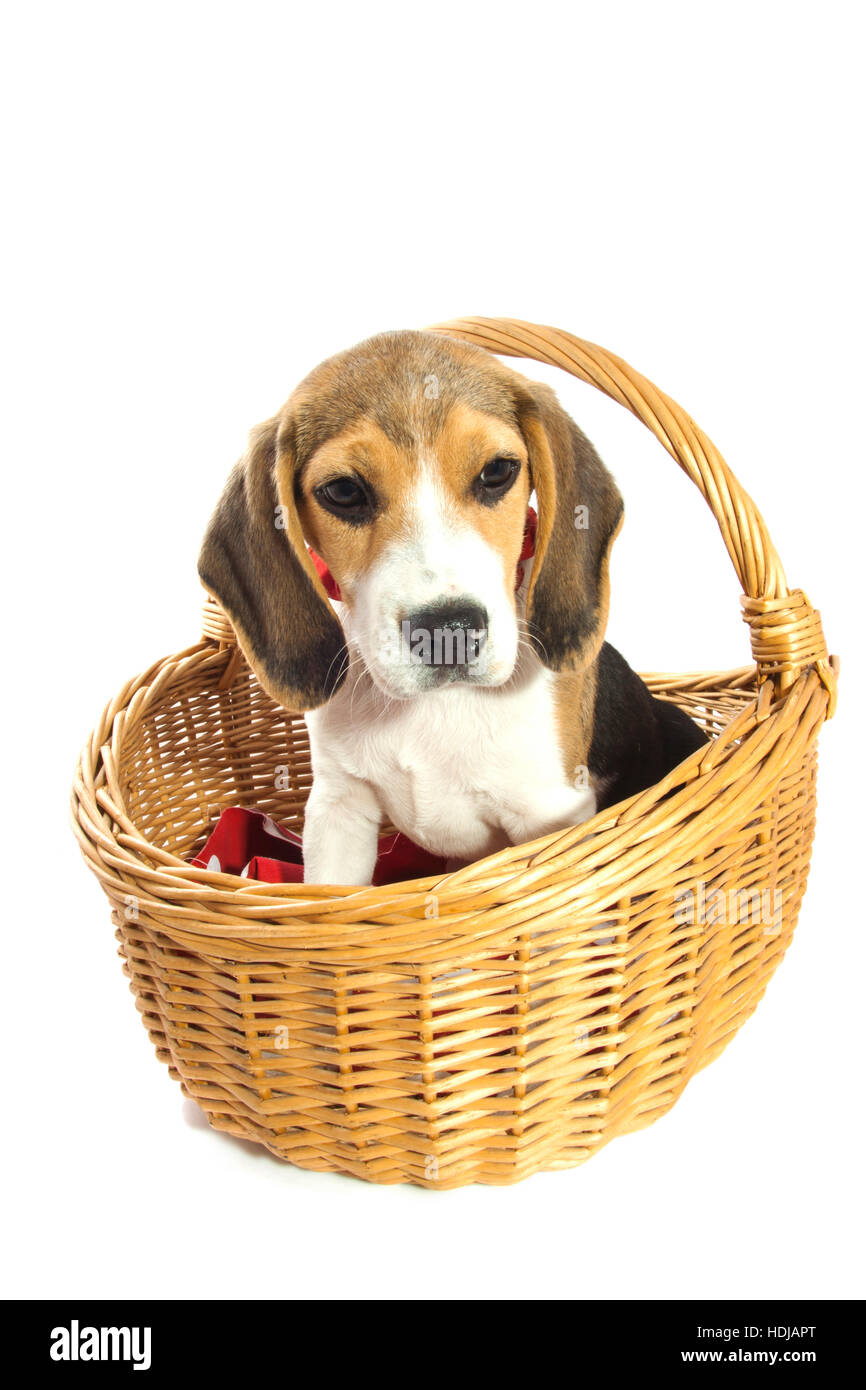 Young beagle in wooden basket isolated over white Stock Photo - Alamy