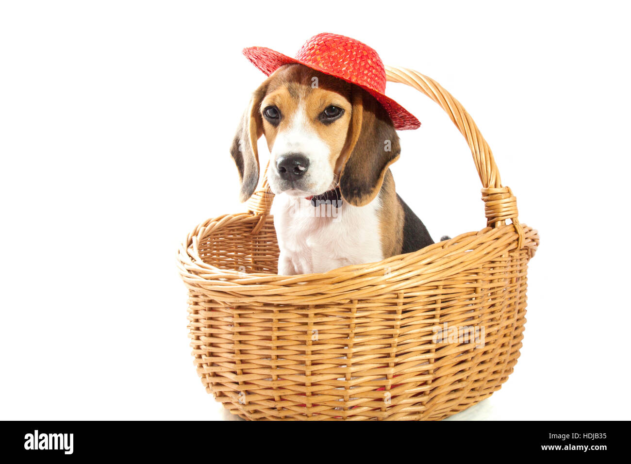Young beagle in wooden basket with hat on isolated over white Stock ...