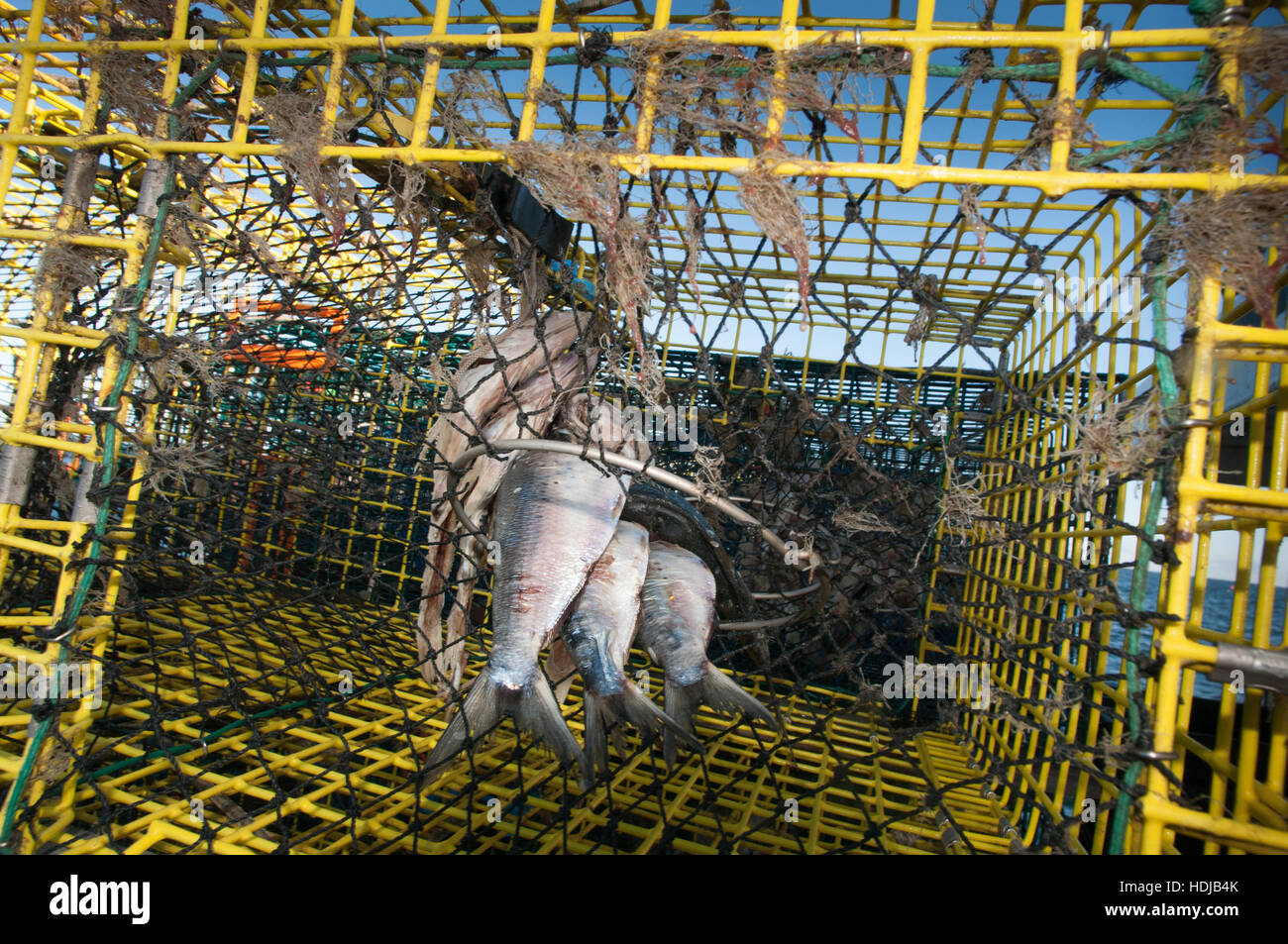 Lobster fish hi-res stock photography and images - Alamy