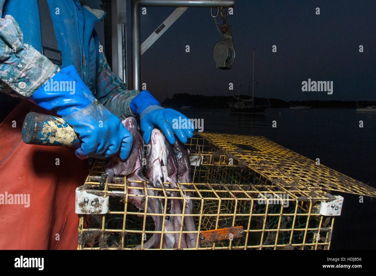 Lobster bait hi-res stock photography and images - Alamy