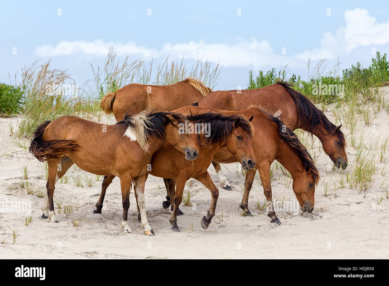 A group of wild ponies, horses, of Assateague Island on the beach in ...