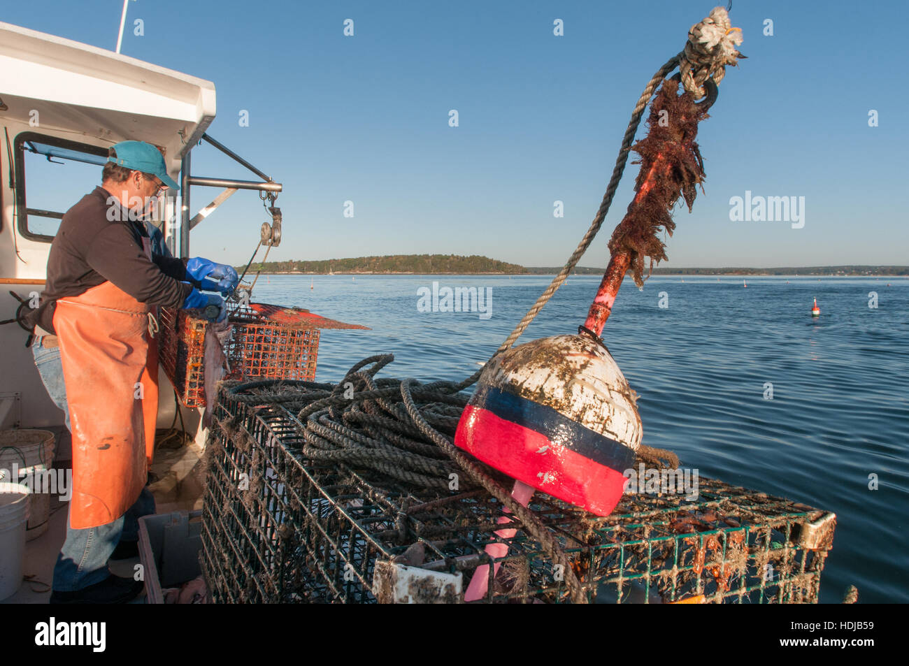 Bottom feeder fish hi-res stock photography and images - Alamy