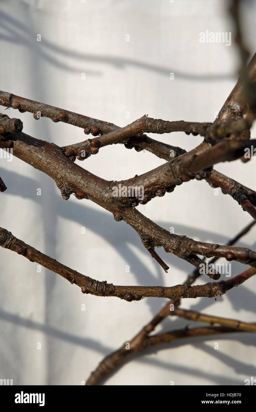 peach tree scale insect Stock Photo - Alamy