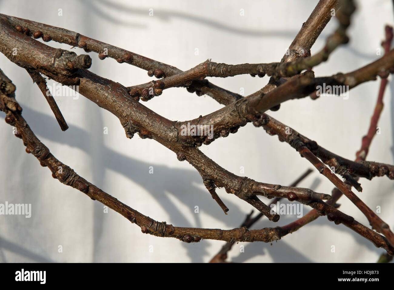 peach tree scale insect Stock Photo - Alamy