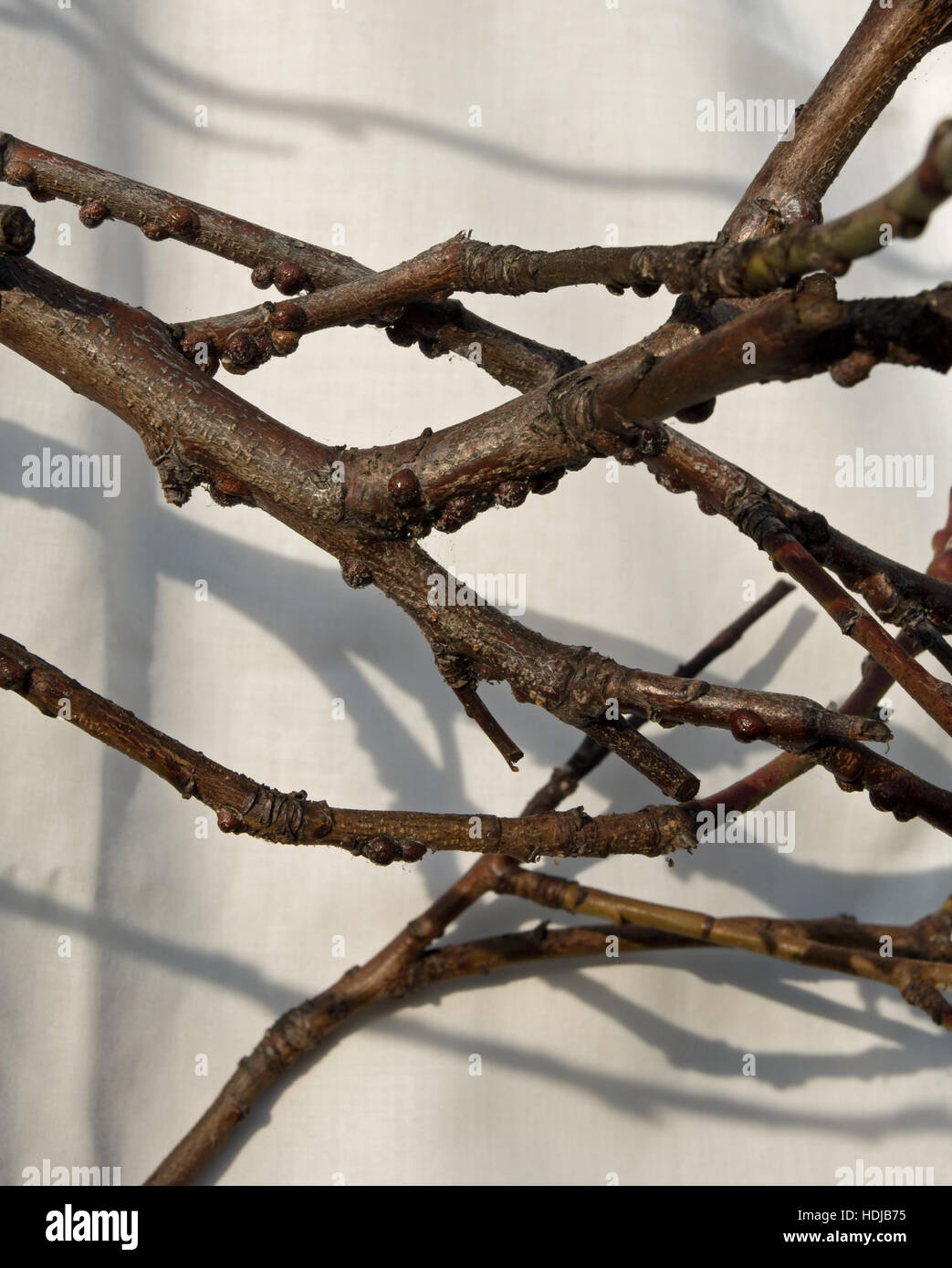 peach tree scale insect Stock Photo - Alamy
