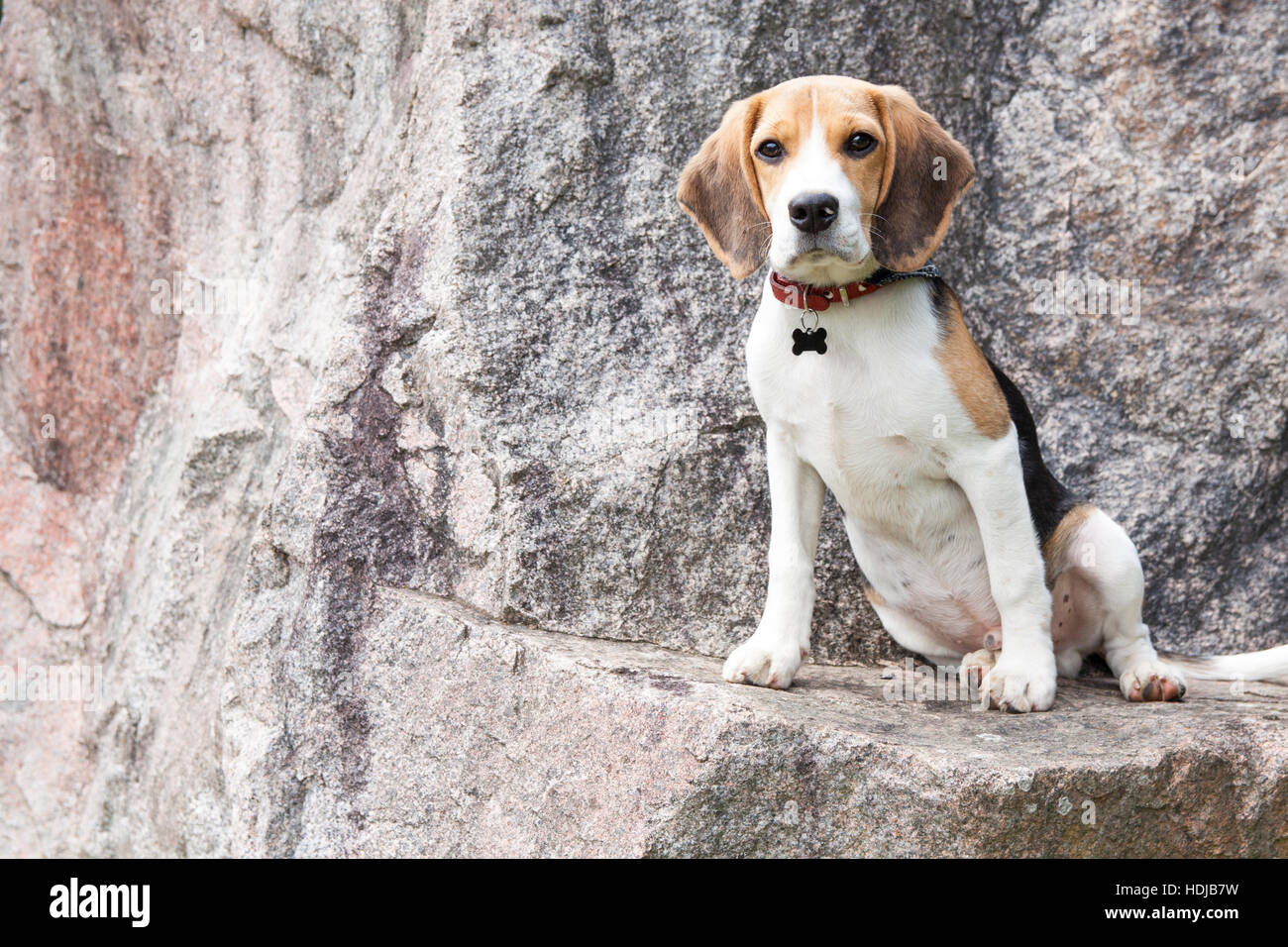 Young cute beagle sitting and waiting on a rock Stock Photo - Alamy