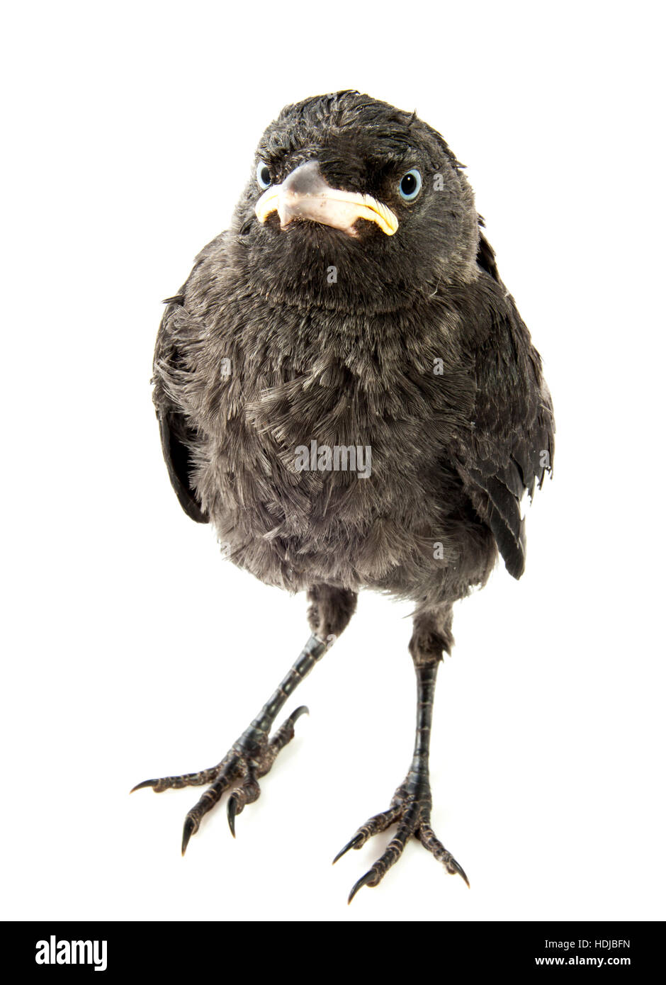 Young crow watching with bue eyes isolated over white Stock Photo - Alamy