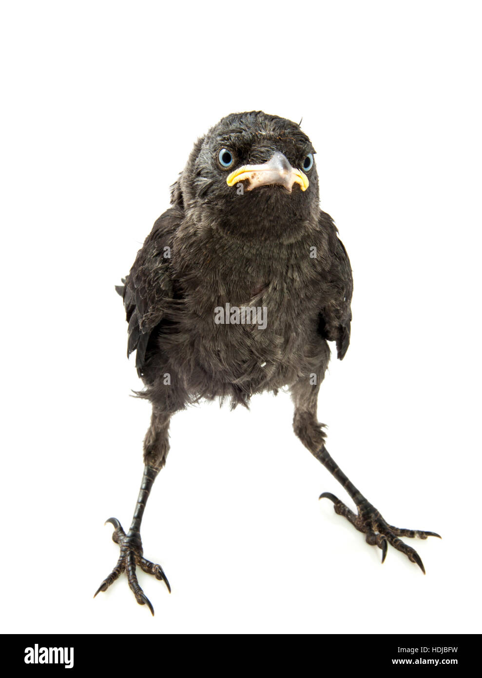 Young crow watching with bue eyes isolated over white Stock Photo - Alamy