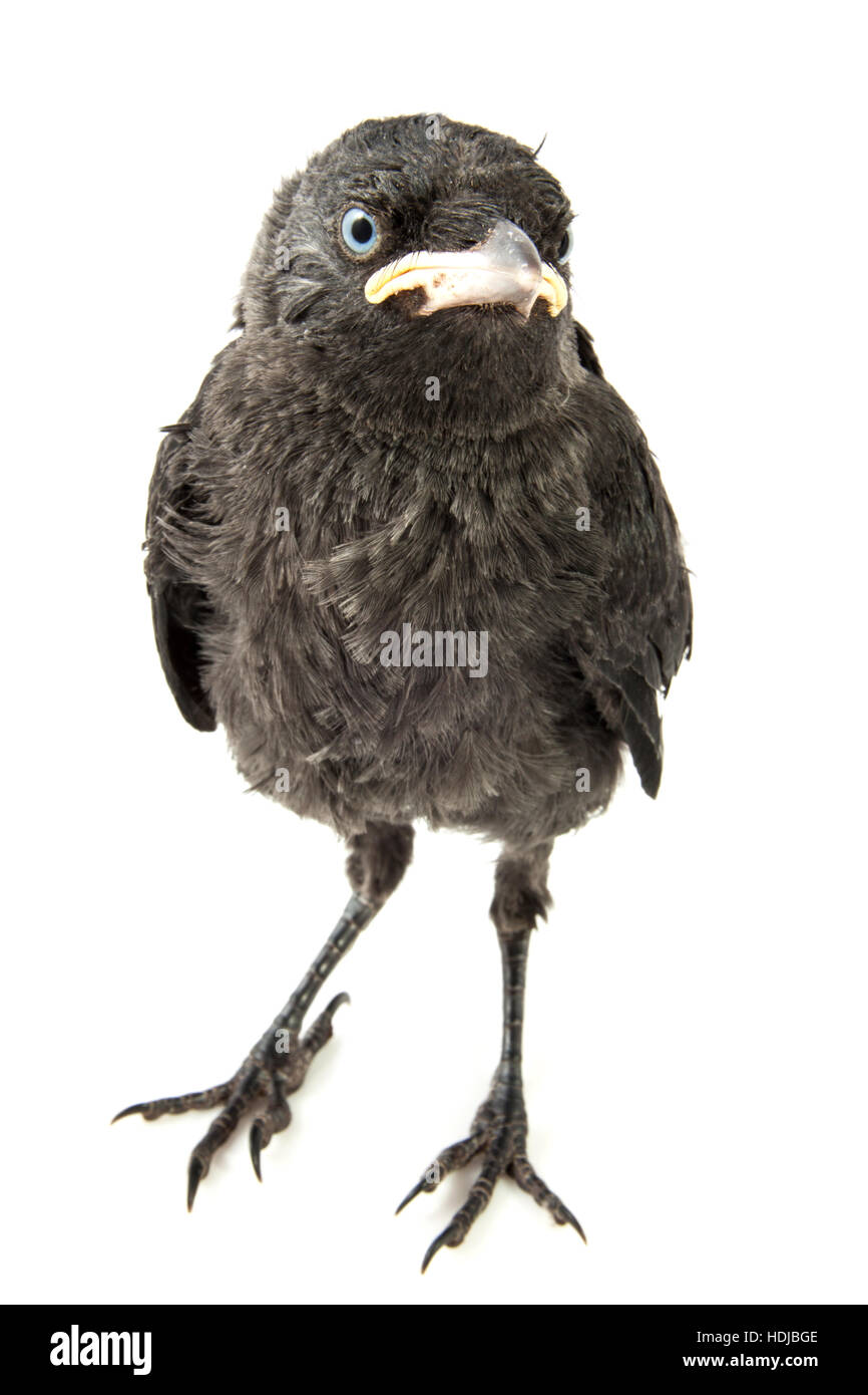 Young crow watching with bue eyes isolated over white Stock Photo - Alamy