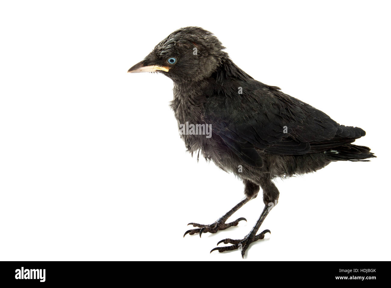 Young crow watching with bue eyes isolated over white Stock Photo - Alamy