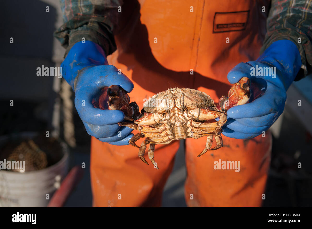 Hauling lobster traps hi-res stock photography and images - Alamy
