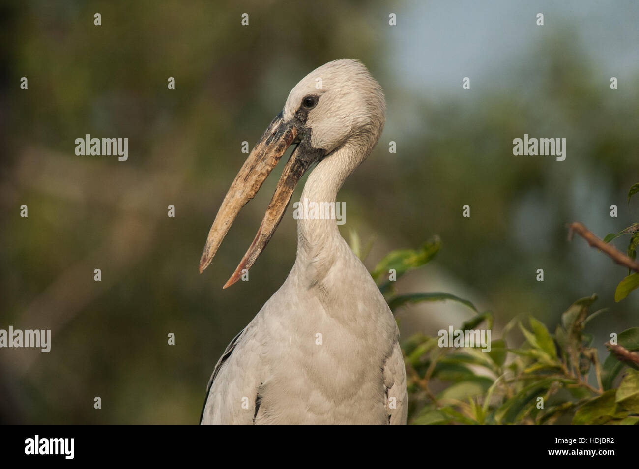 Asian Openbill Profile shot at the Rangantittu Bird Sanctuary Stock ...