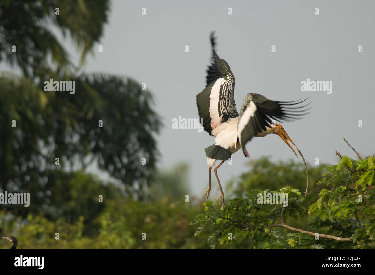 A Painted Stork taking nesting material back at the Rangantittu Bird ...