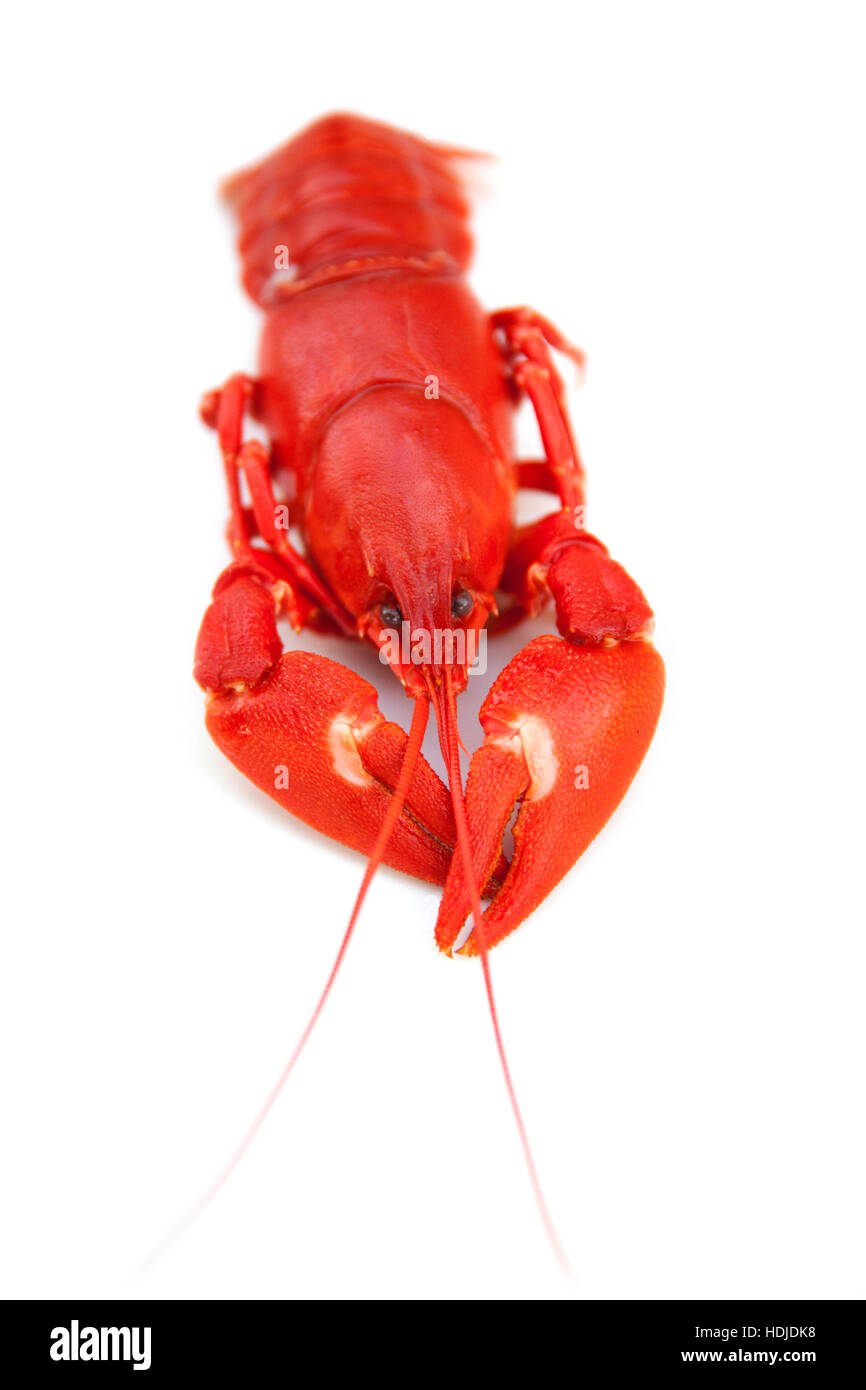 River Lobster