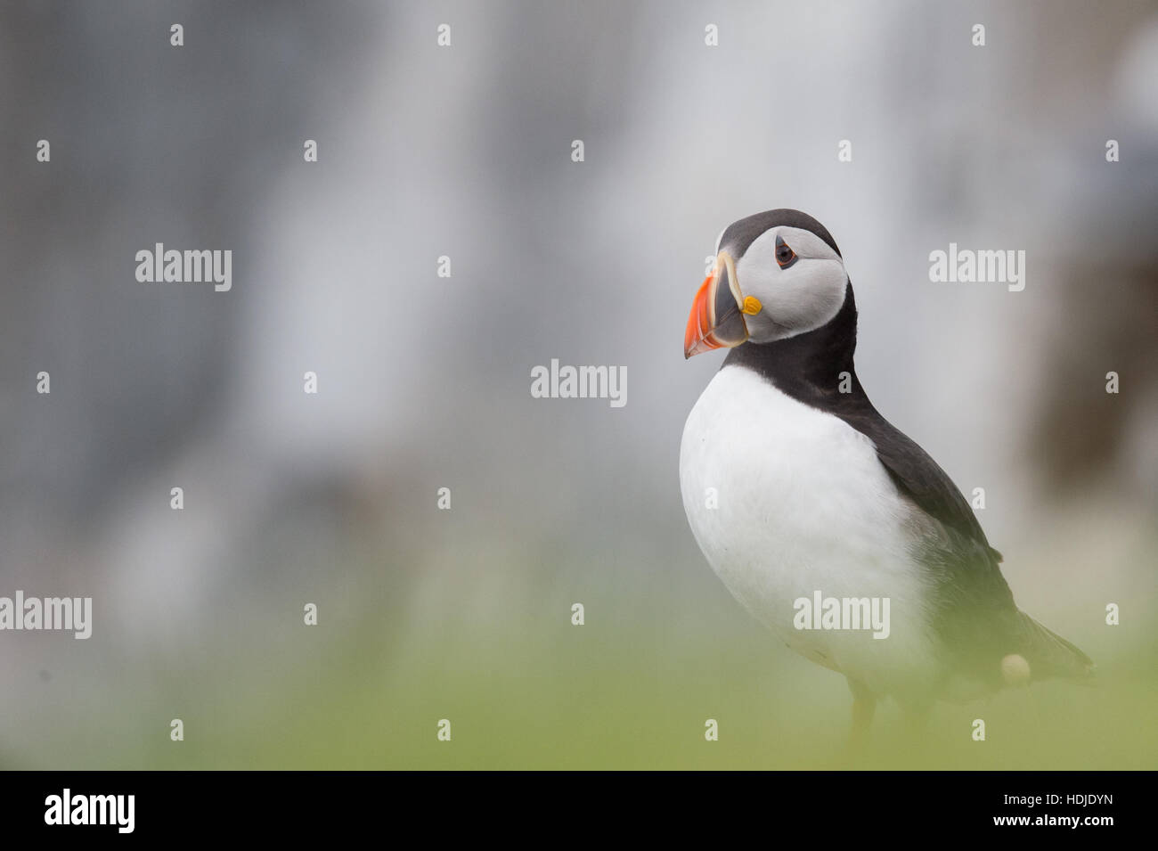Puffin on the Isle of May, Scotland Stock Photo - Alamy