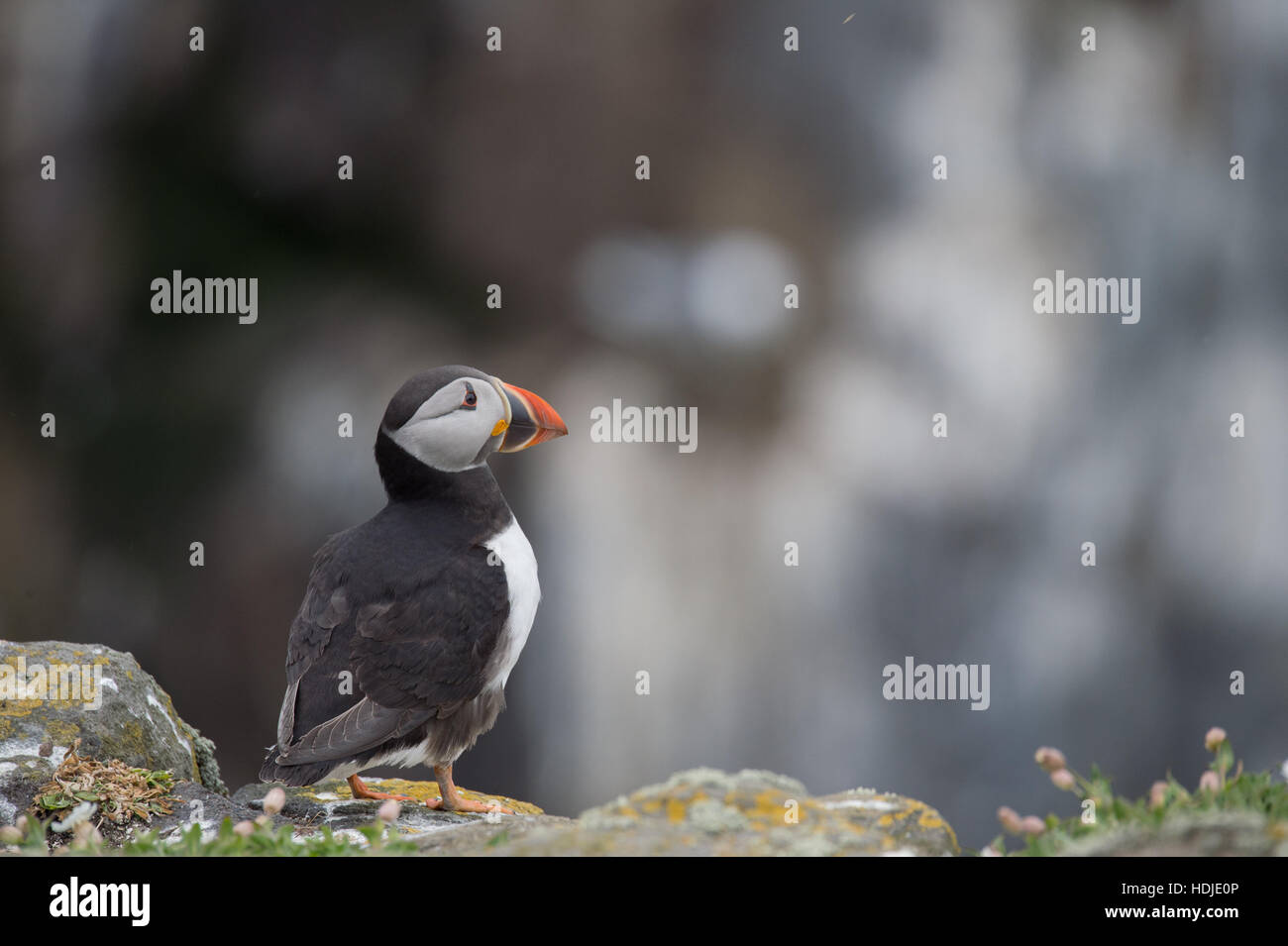 Puffin on the Isle of May, Scotland Stock Photo - Alamy
