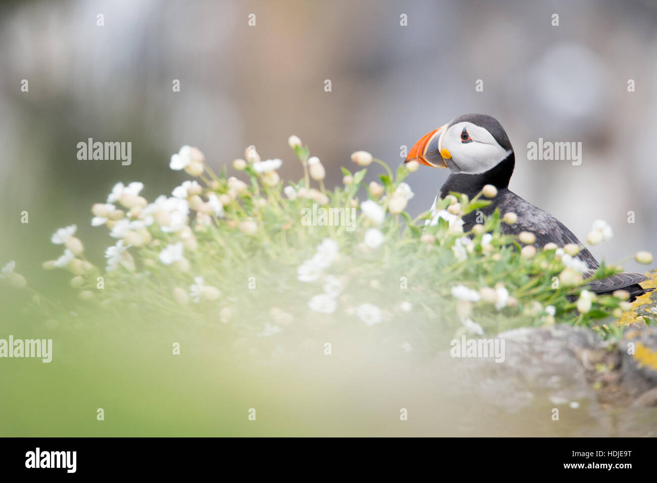 Puffin on the Isle of May, Scotland Stock Photo - Alamy