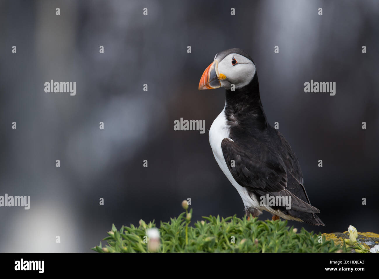 Puffin on the Isle of May, Scotland Stock Photo - Alamy