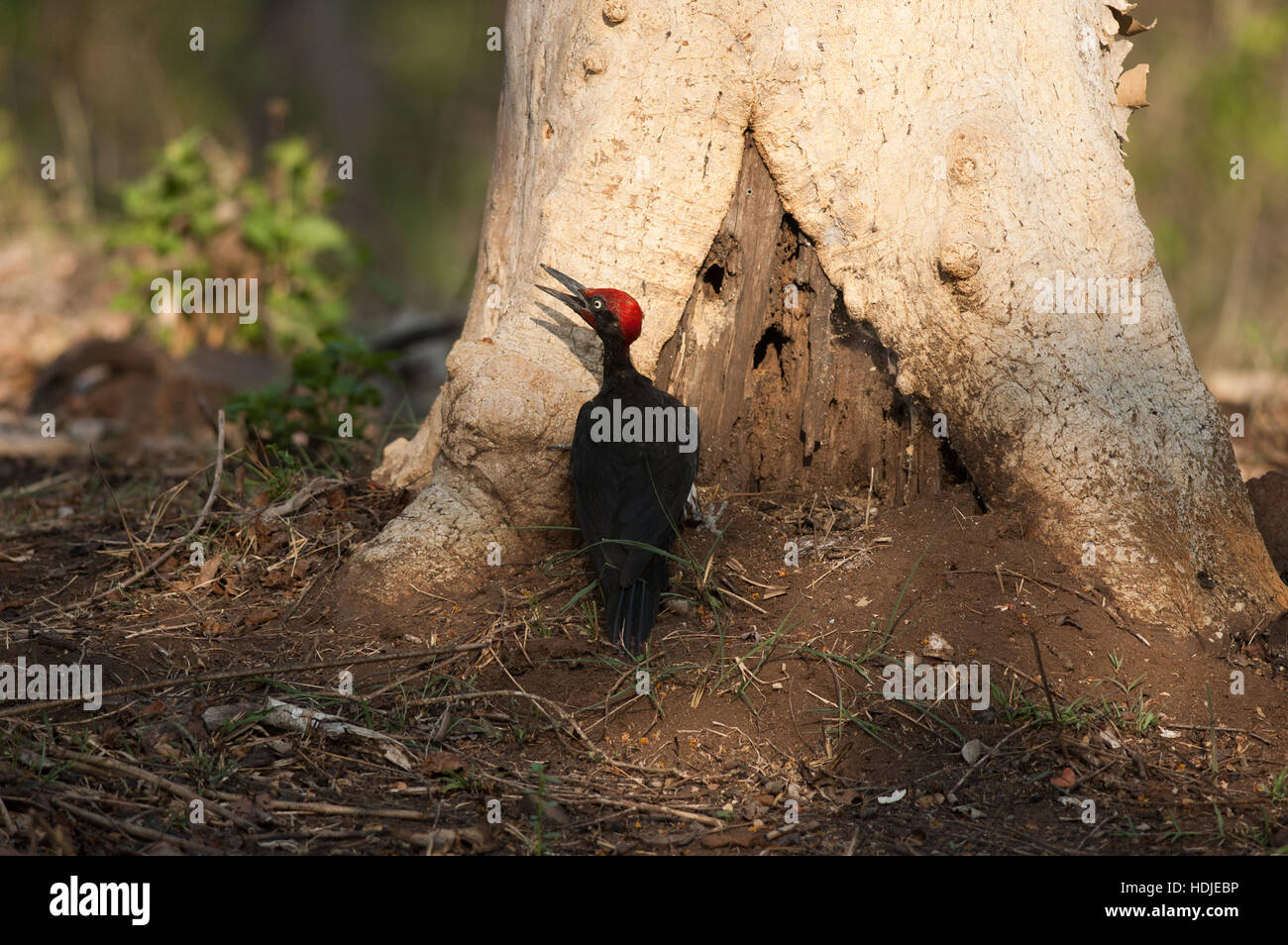 The white-bellied woodpecker or great black woodpecker (Dryocopus ...