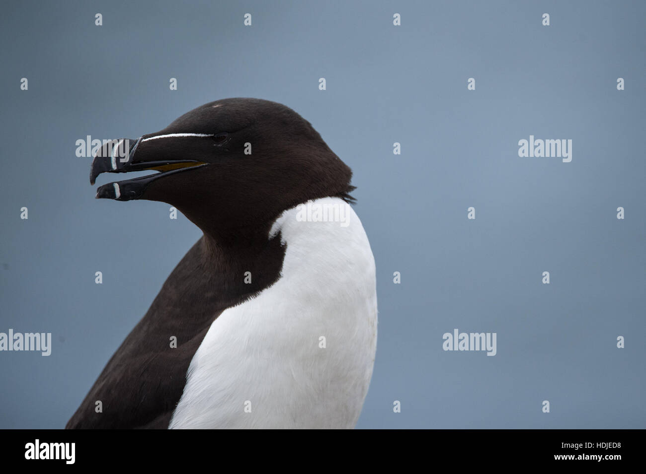 Razorbills mating hi-res stock photography and images - Alamy