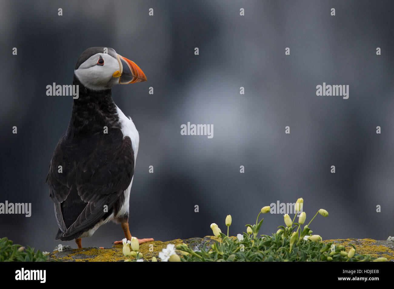 Puffin on the Isle of May, Scotland Stock Photo - Alamy