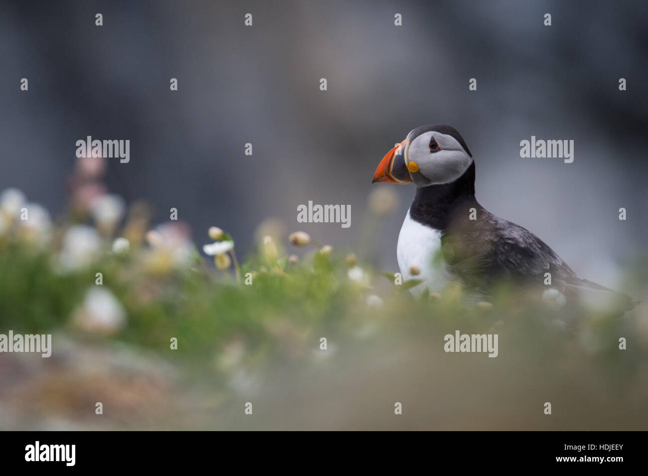 Puffin on the Isle of May, Scotland Stock Photo - Alamy
