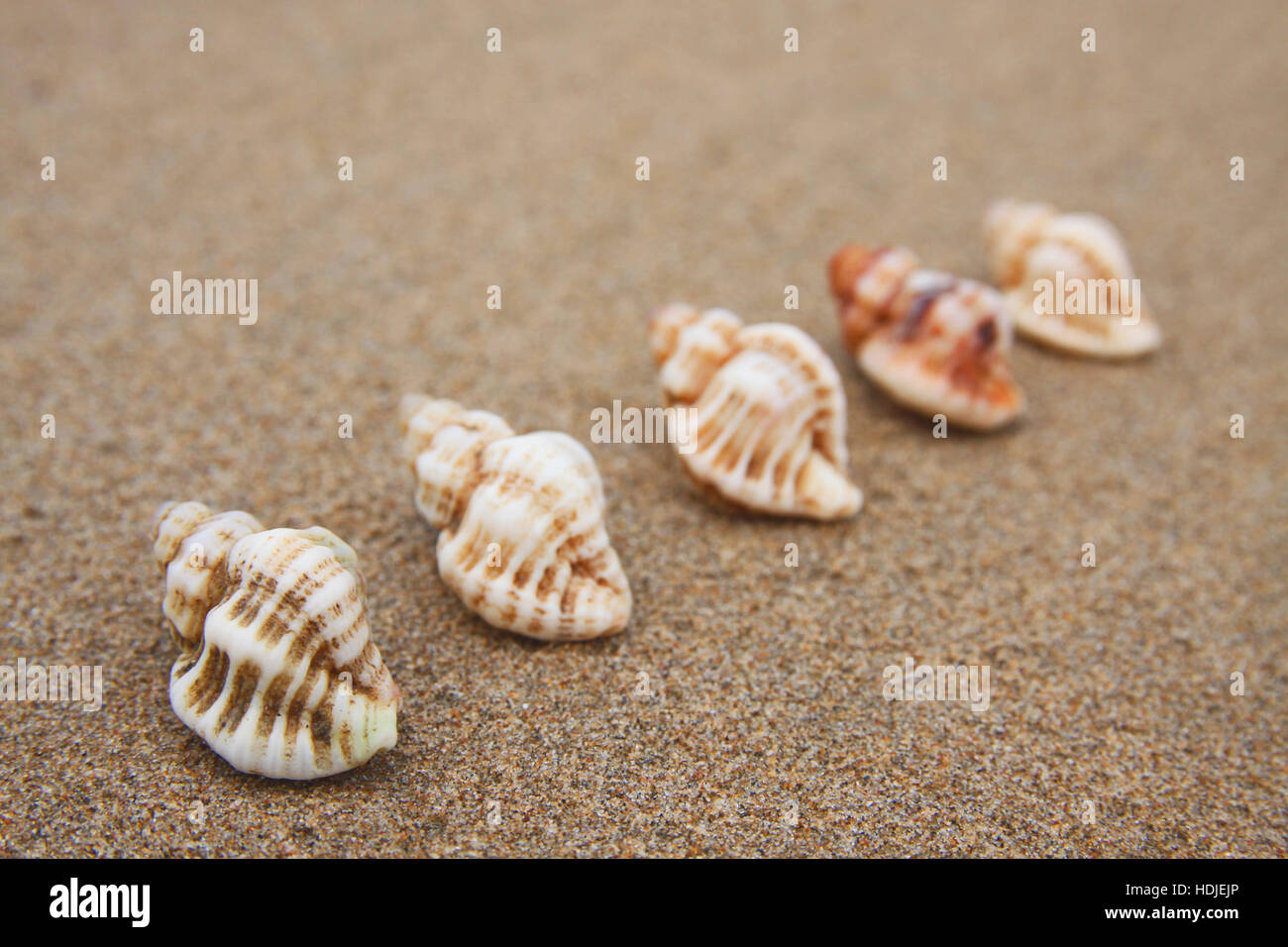 Seashells in a row on the sand Stock Photo - Alamy