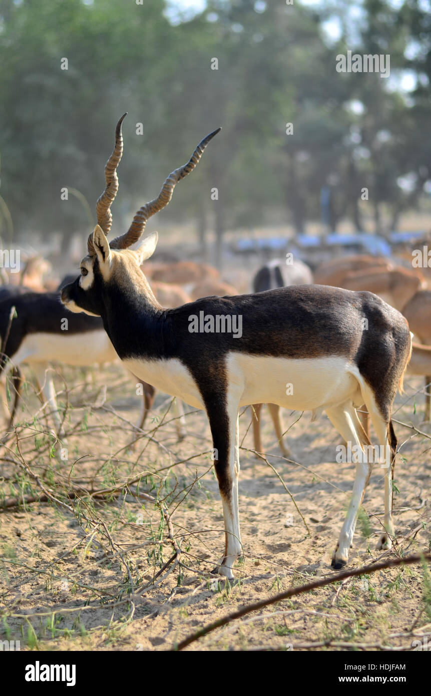 Rare Black Buck Antelope Grazing in the field Stock Photo - Alamy