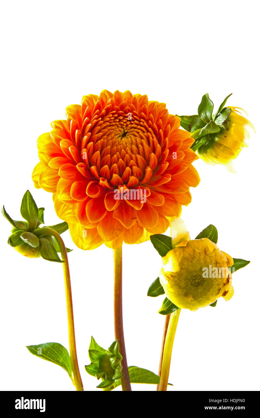 Beautiful orange yellow dahlia isolated over white Stock Photo - Alamy