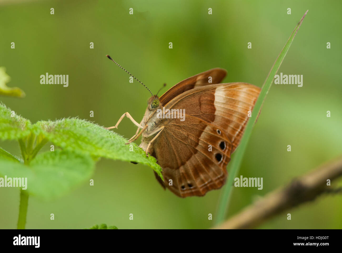 Abisara High Resolution Stock Photography and Images - Alamy
