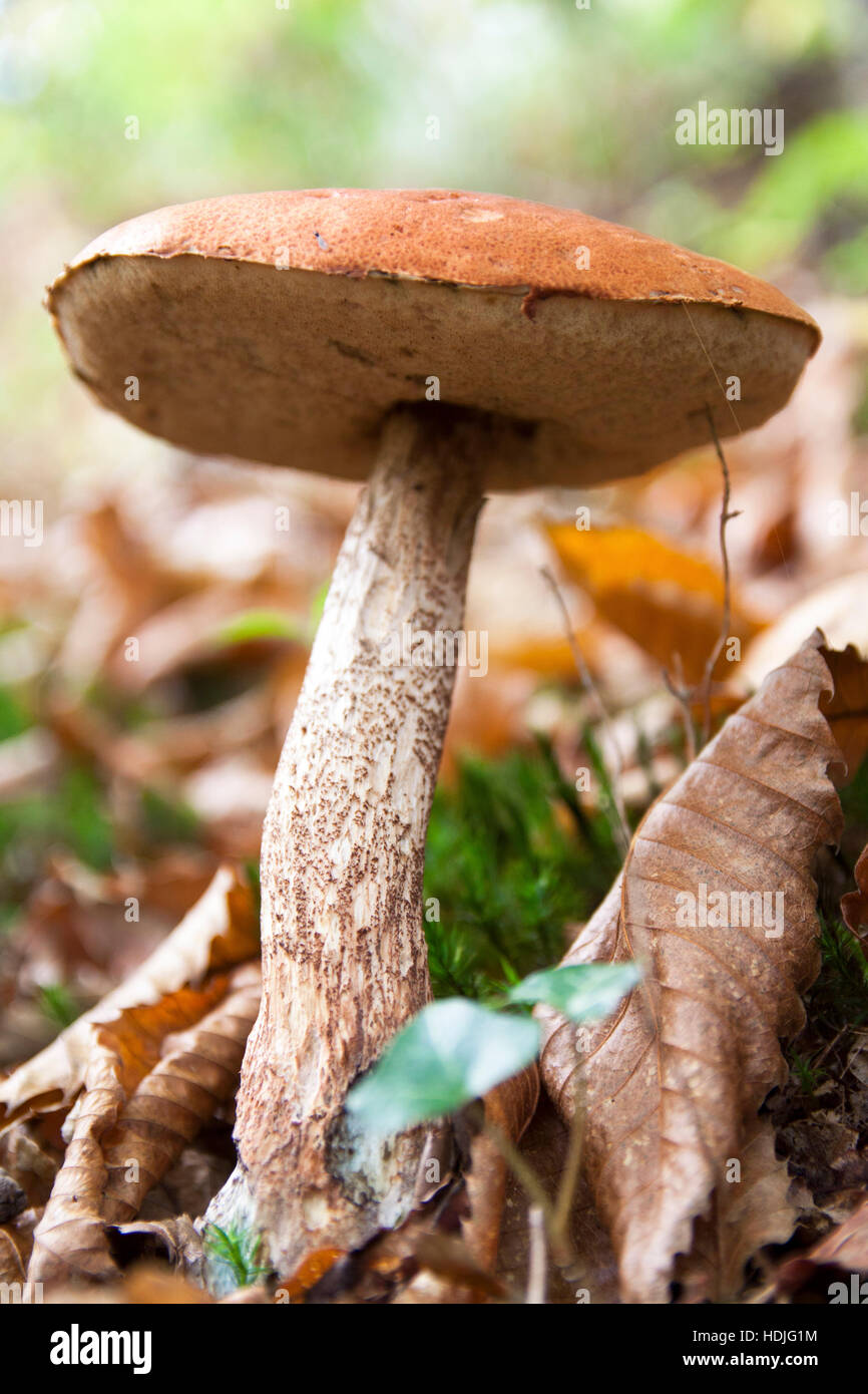 Big bolete in autumn in the forest for background use Stock Photo - Alamy