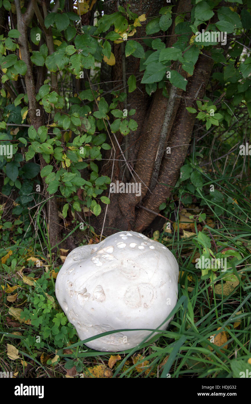 Fresh young bovist in the grass for background use Stock Photo - Alamy
