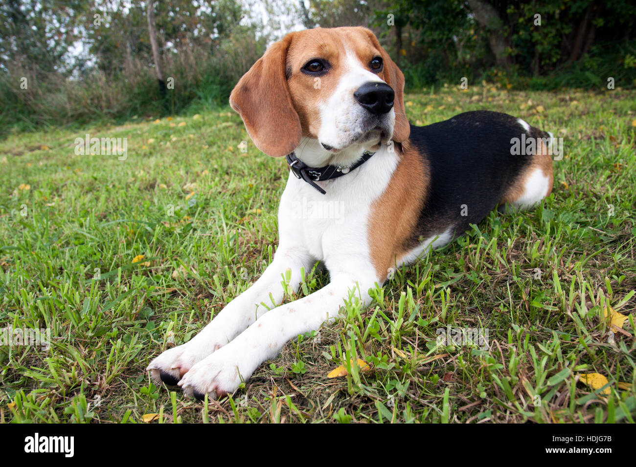 Beagle laying in the grass for background use Stock Photo - Alamy