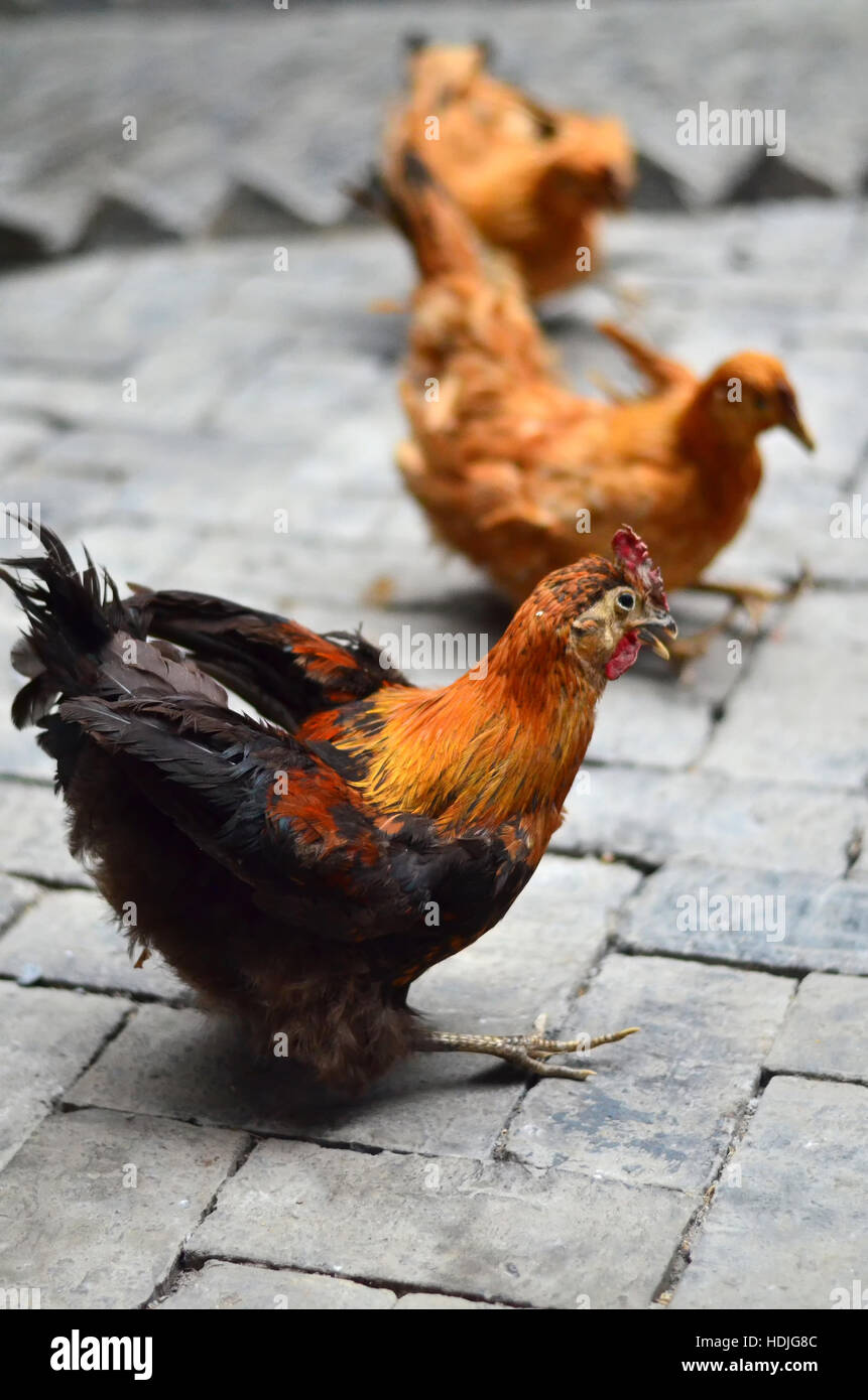The three stooges hi-res stock photography and images - Alamy