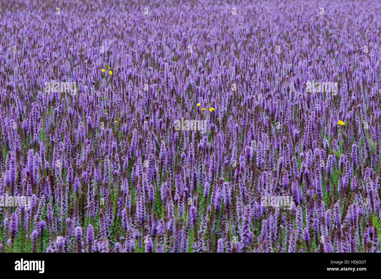 Agastache foeniculum (blue giant hyssop; syn. Agastache anethiodora ...