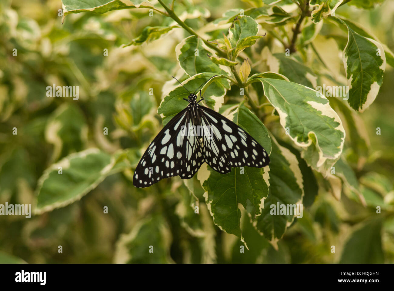 The white tiger butterfly black veined tiger, white tiger, common tiger ...