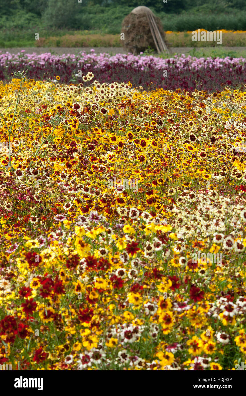Calliopsis wildflowers hi-res stock photography and images - Alamy