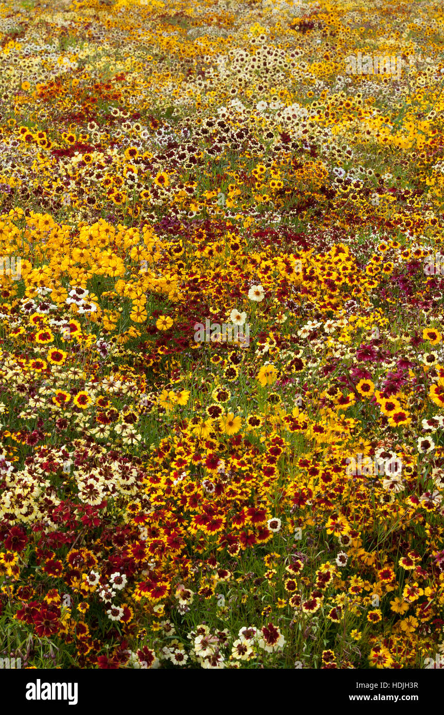 Calliopsis wildflowers hi-res stock photography and images - Alamy