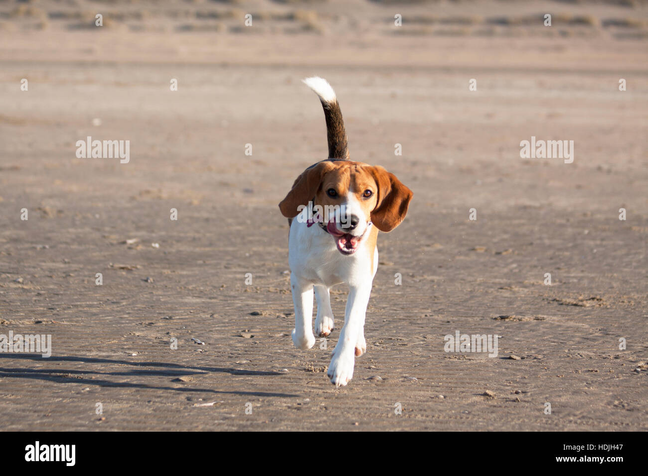Young beagle running on the beach for background use Stock Photo - Alamy