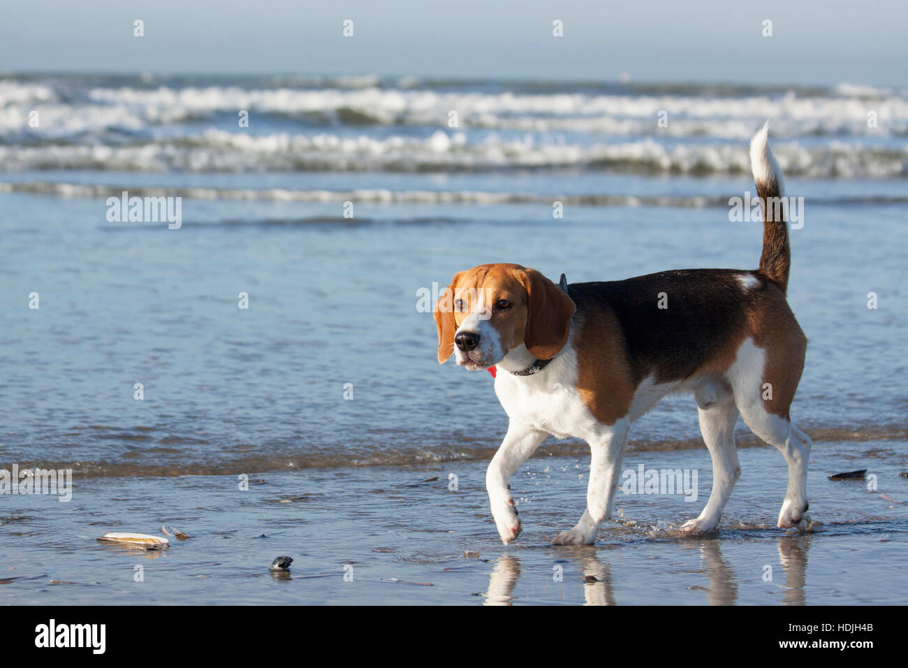 Young beagle running in the water on the beach Stock Photo - Alamy