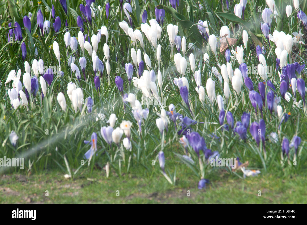 The cup-shaped, solitary, salverform flower tapers off into a narrow ...